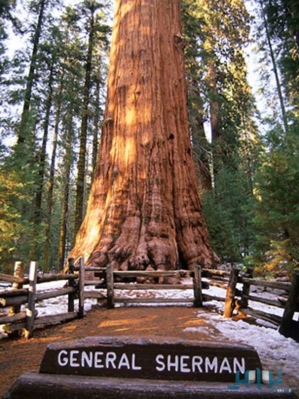 بالصور .. جنرال شيرمان أضخم شجرة معمرة على وجه الأرض